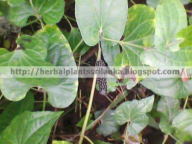 PIPER LONGUM -තිප්පිලි